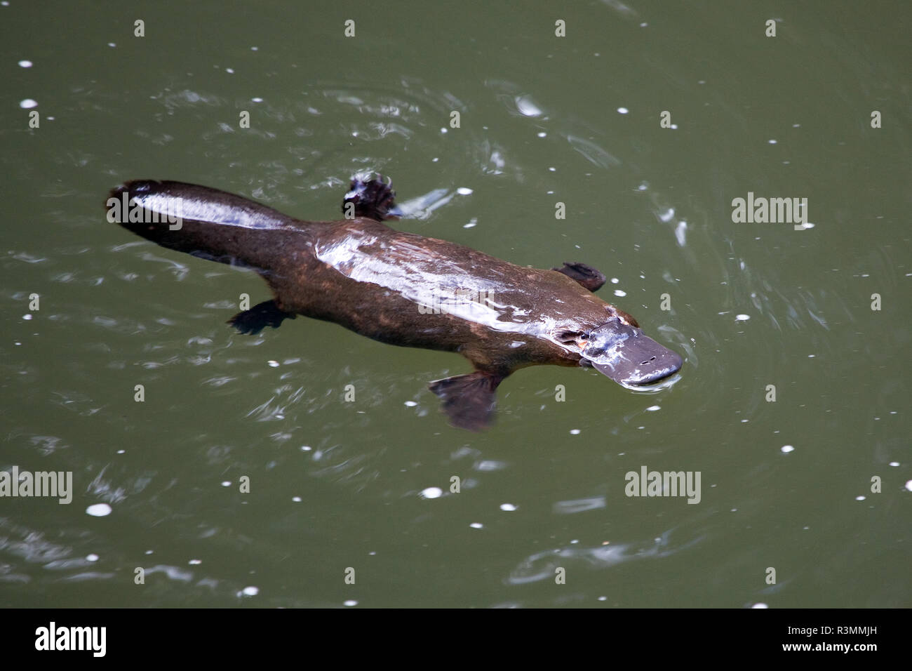 Ornithorhynchus anatinus ornithorynque Banque de photographies et d ...