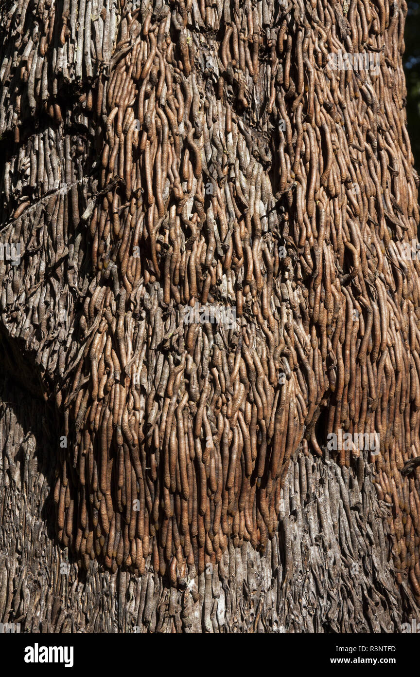 Tree fern cyathea sp Banque de photographies et d’images à haute ...