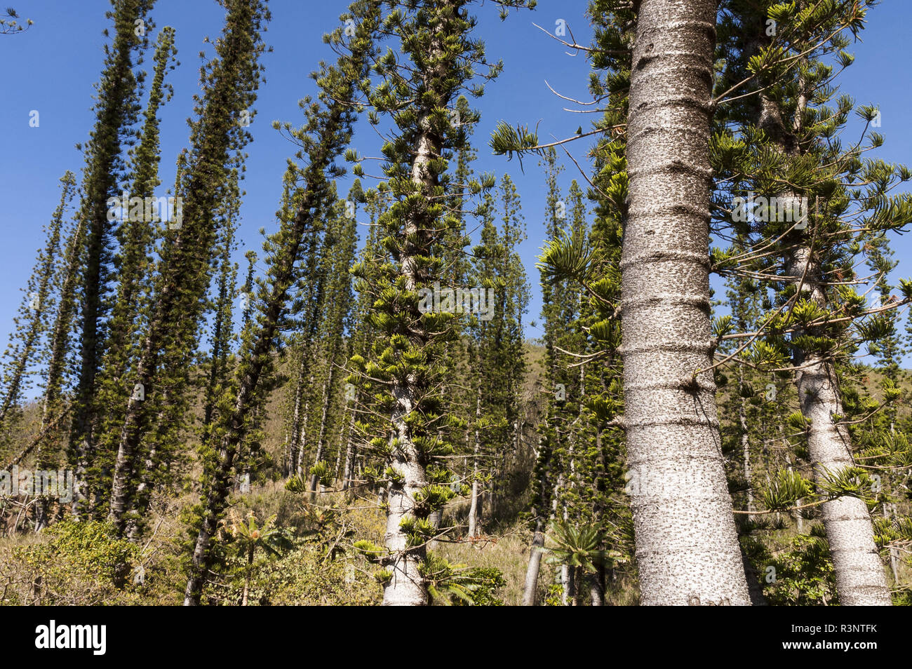 Formation de pins colonnaires (Araucaria columnaris). Les espèces ...