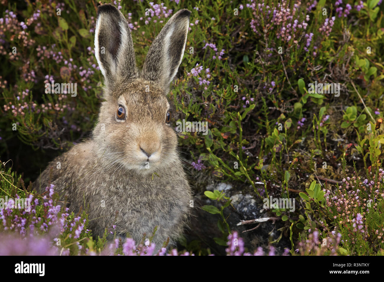 Saison de reproduction du lièvre Banque de photographies et d’images à ...