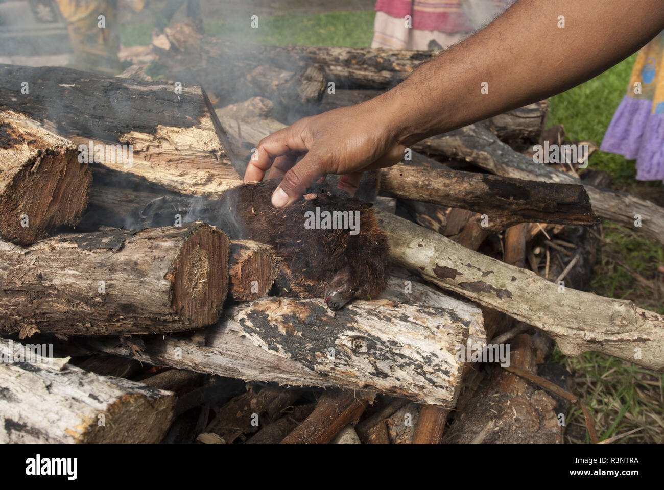 Posant une main Insular flying fox (Pteropus tonganus) sur le feu. Fête ...