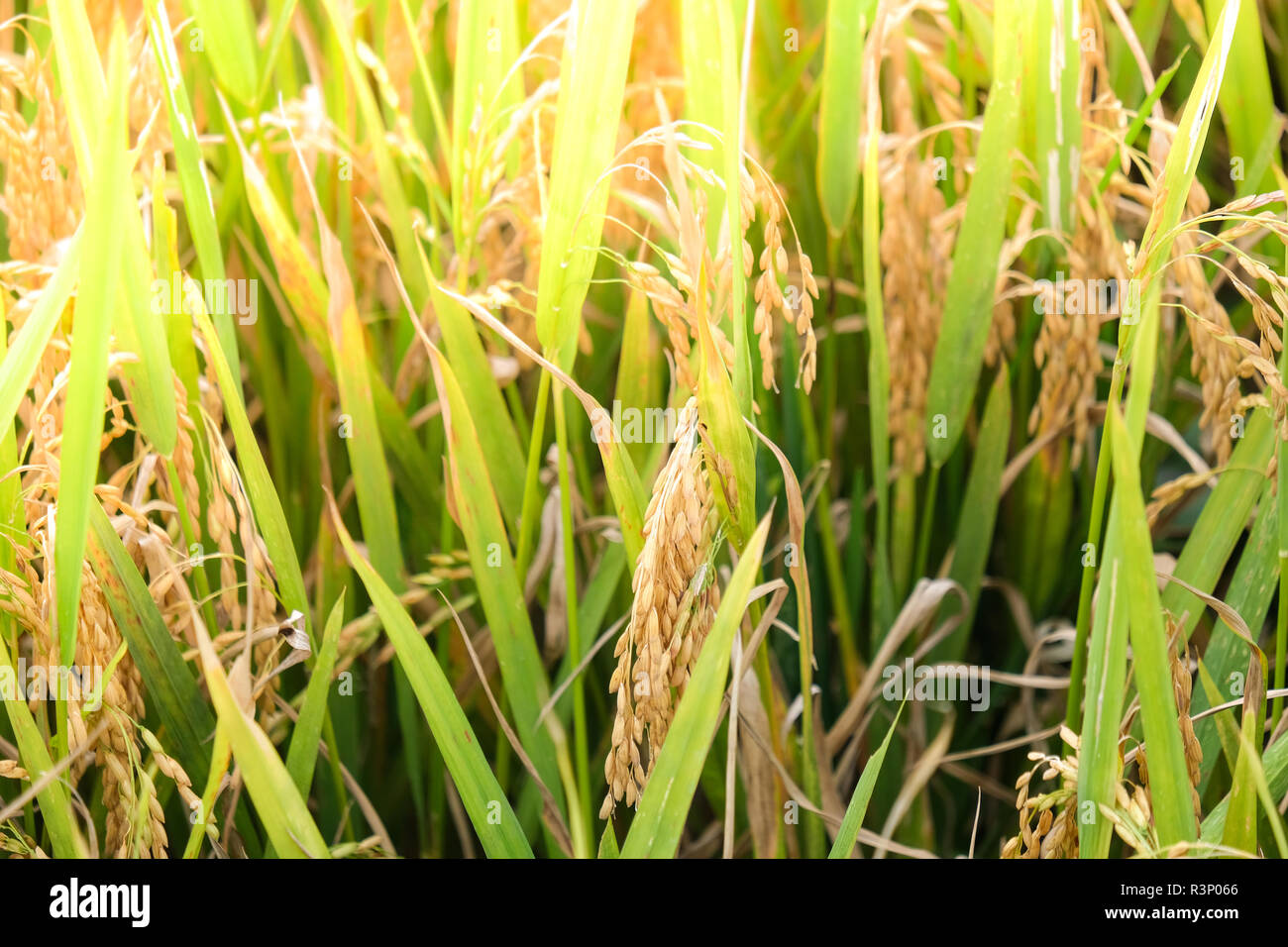 Champ de riz. Gros plan du champ de riz paddy jaune avec golden sun ...
