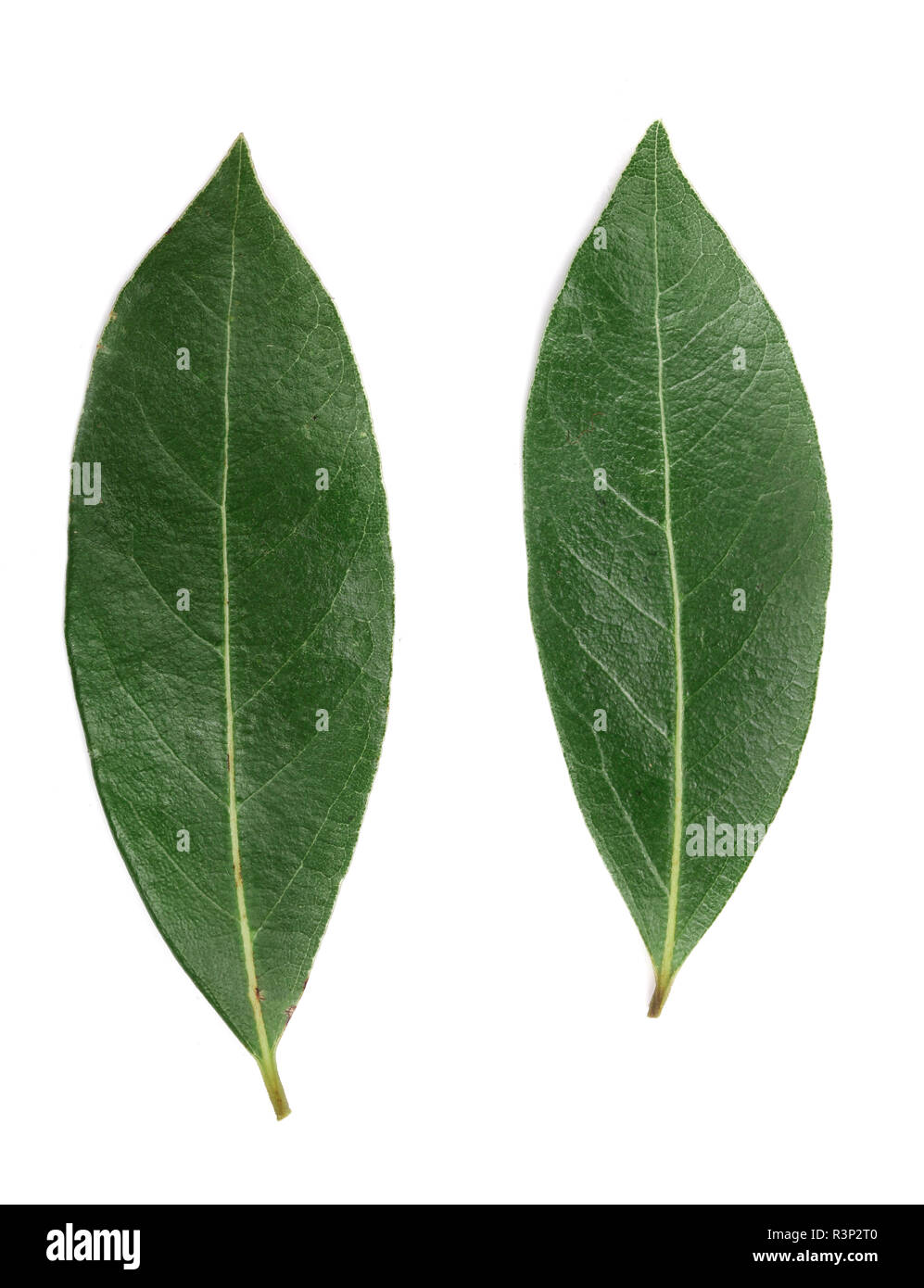 Feuille de laurier isolé sur fond blanc. Feuilles de laurier frais. Vue ...