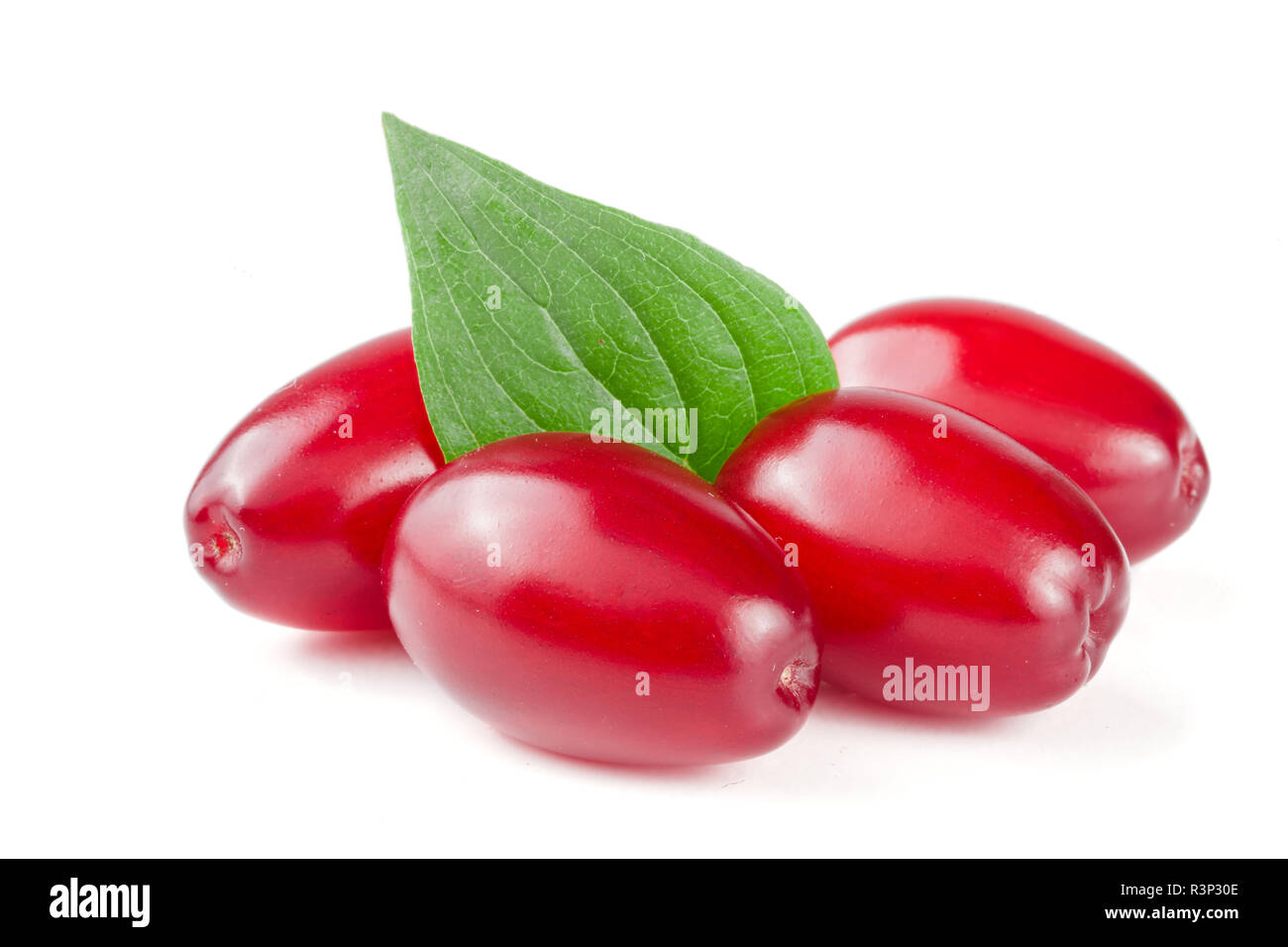 Cornouiller blanc fond blanc Banque de photographies et d’images à ...