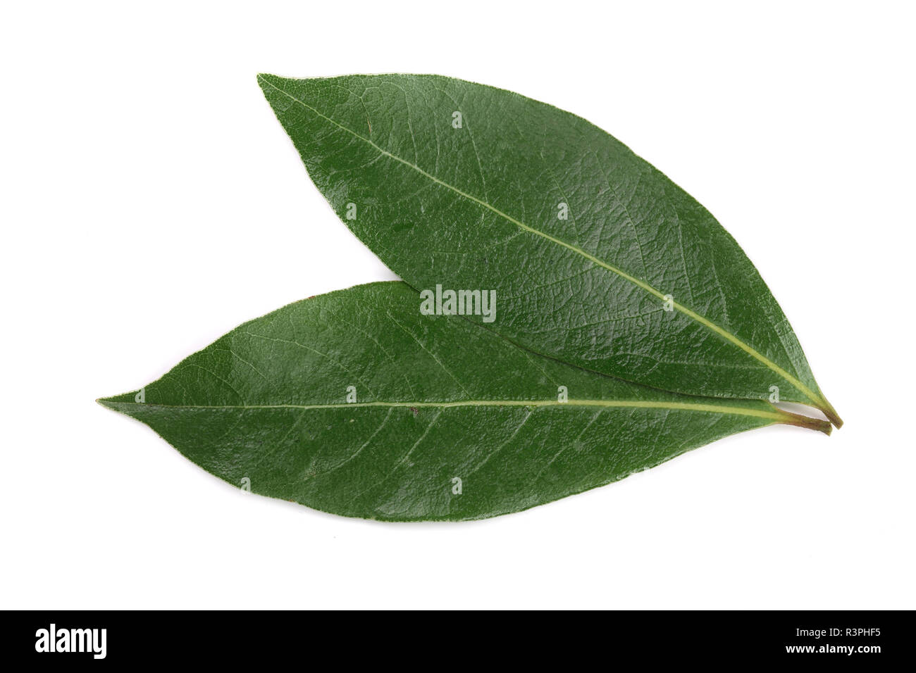 Feuille de laurier isolé sur fond blanc. Feuilles de laurier frais. Vue ...
