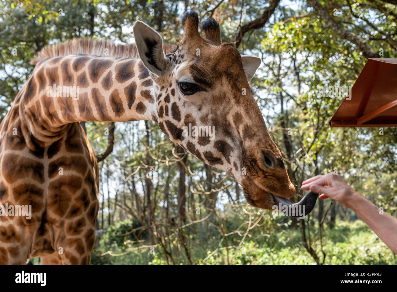 Giraffe Centre à Nairobi, Kenya et s'occupe activement de races en voie ...