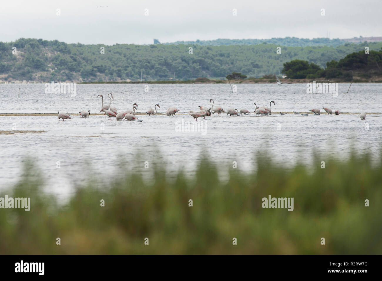 Etang de la seche Banque de photographies et d’images à haute ...