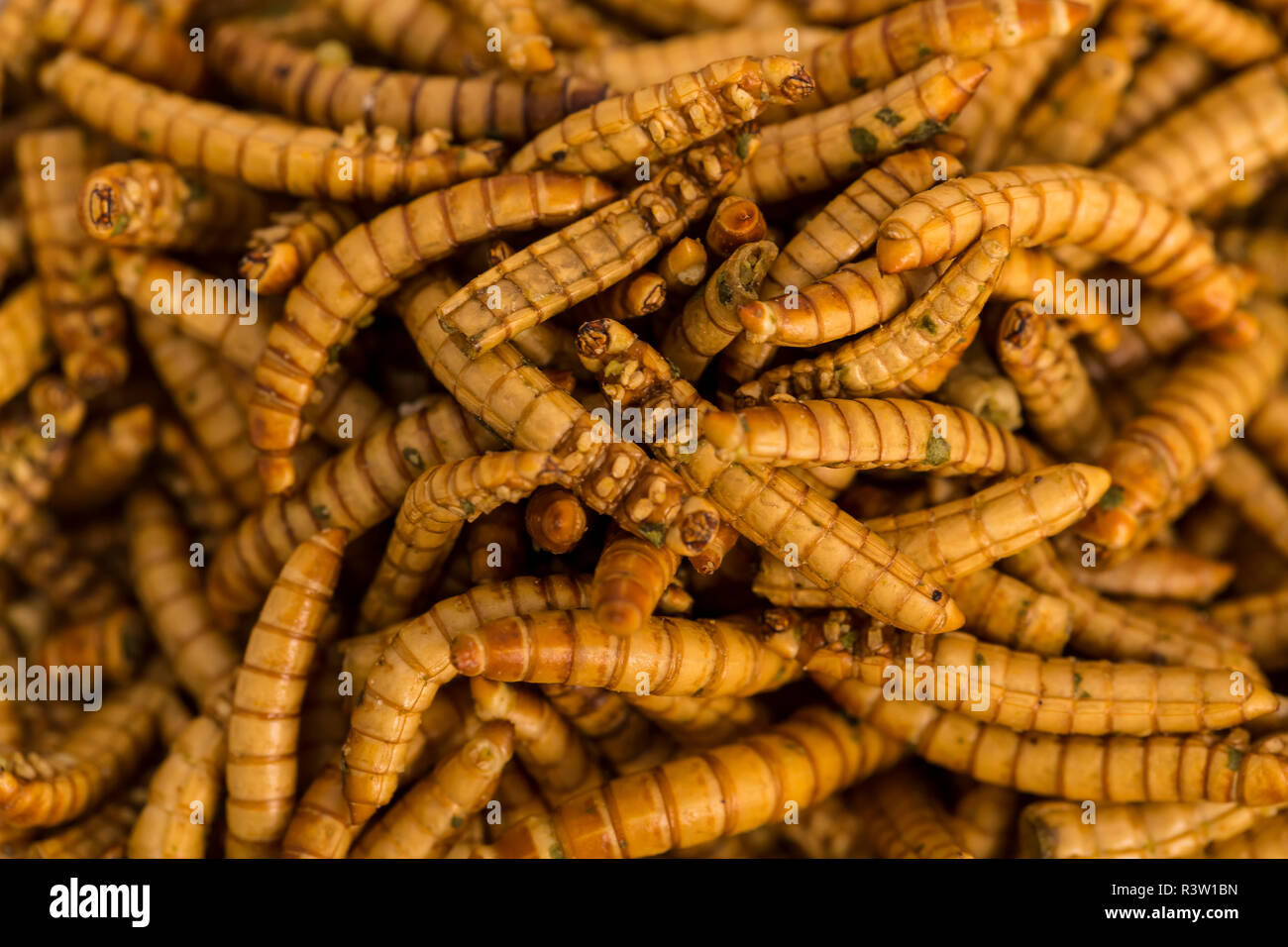 Insecte frit Banque de photographies et d’images à haute résolution - Alamy