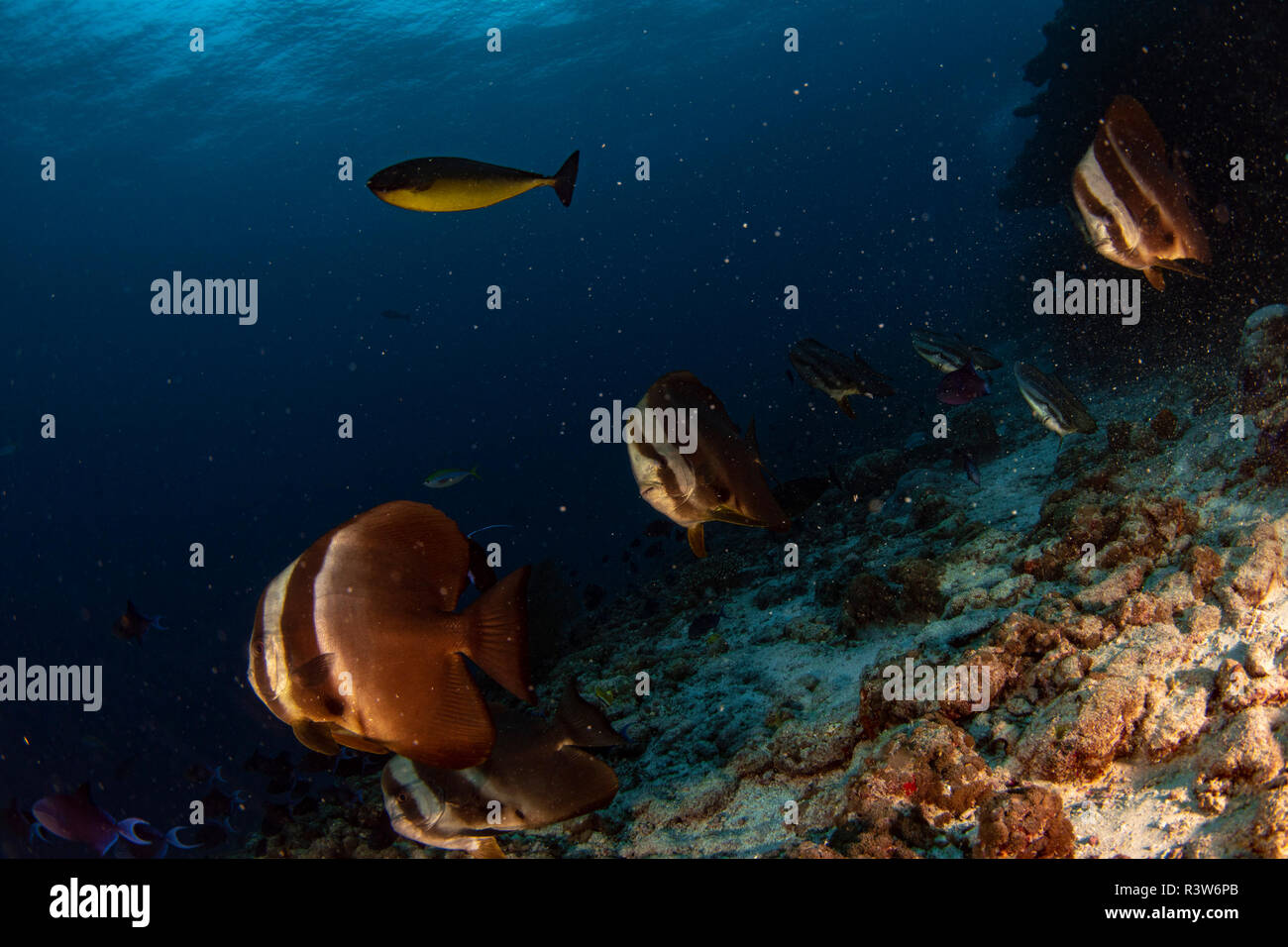 Poisson de mer rouge pipe Banque de photographies et d’images à haute ...