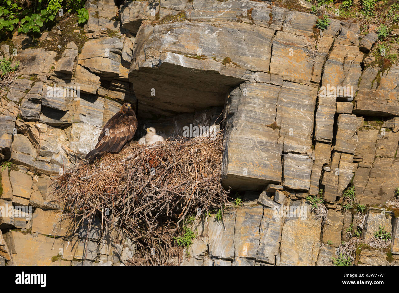 Golden eagle nest Banque de photographies et d’images à haute ...