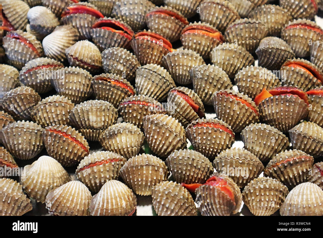 Coques de mer palourdes Banque de photographies et d’images à haute ...