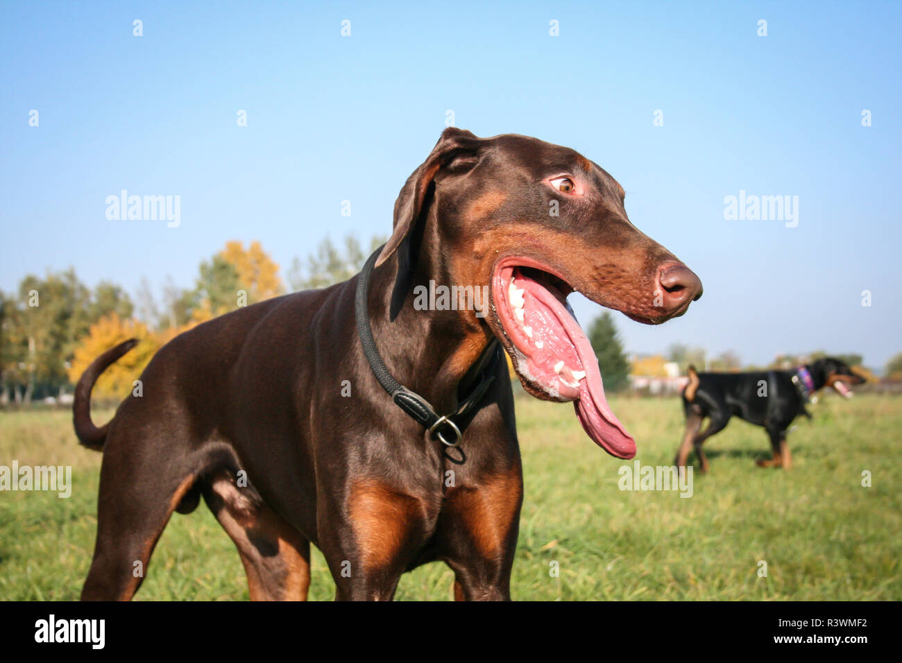 Chocolate doberman Banque de photographies et d’images à haute ...