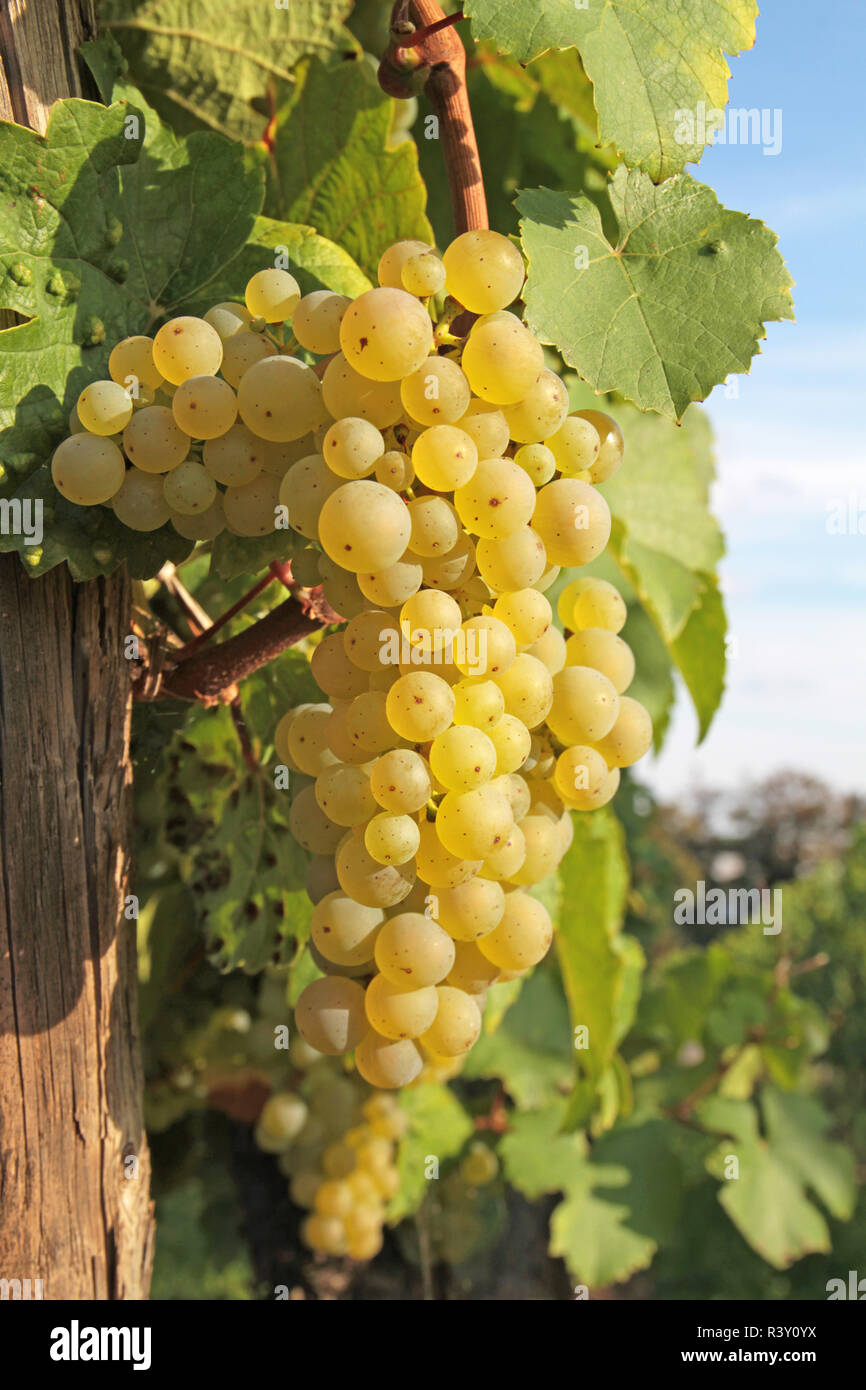 Grappe de raisin riesling Banque de photographies et d’images à haute ...
