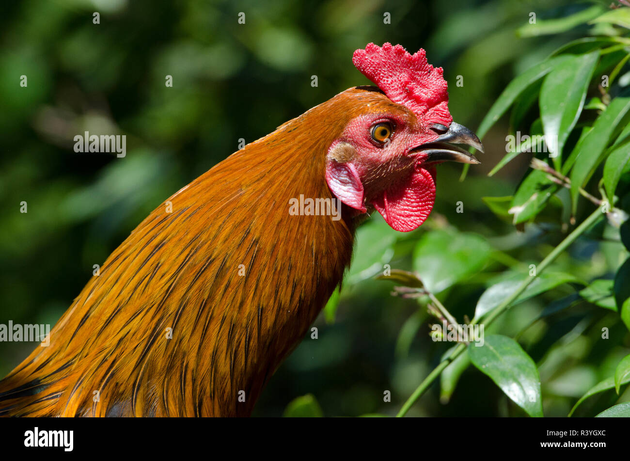 Marans de cuivre noir Banque de photographies et d’images à haute ...