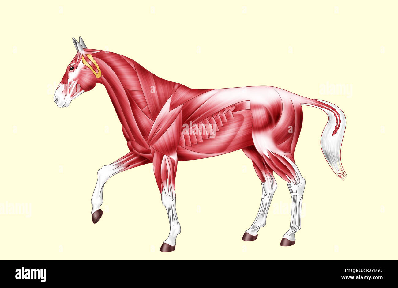 Anatomie cheval Banque de photographies et d’images à haute résolution ...