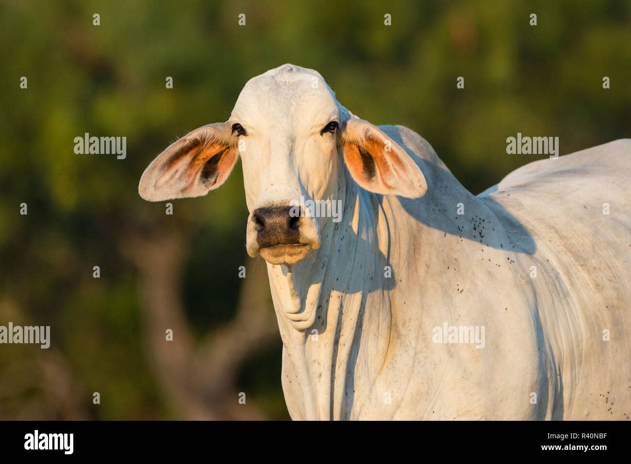 Brahma cow Banque de photographies et d’images à haute résolution - Alamy