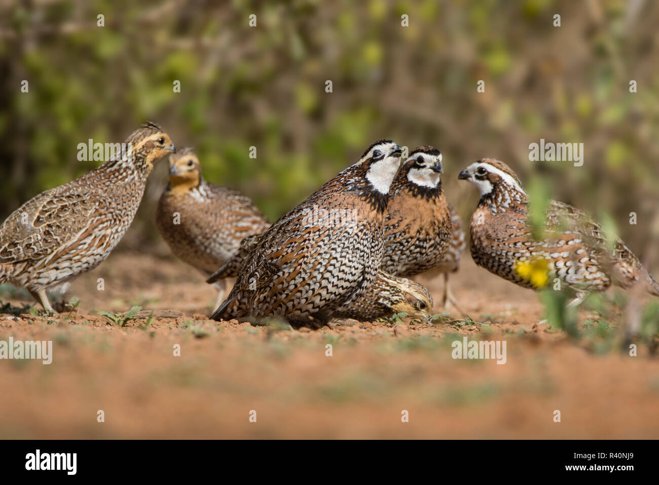 Northern bobwhite colinus virginianus Banque de photographies et d ...