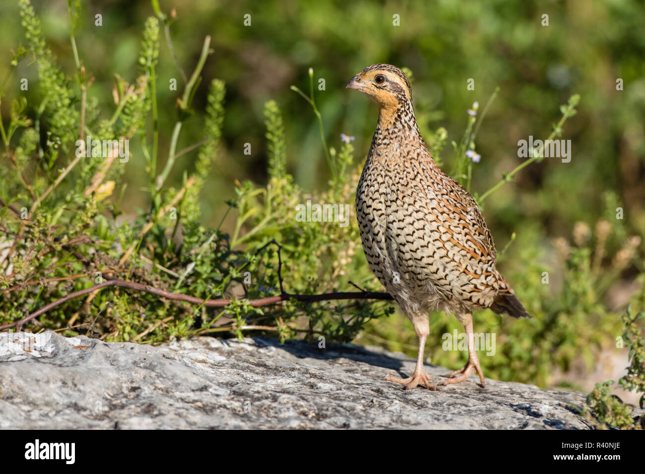 Femelle Caille De Colin De Virginie Banque d'image et photos - Alamy
