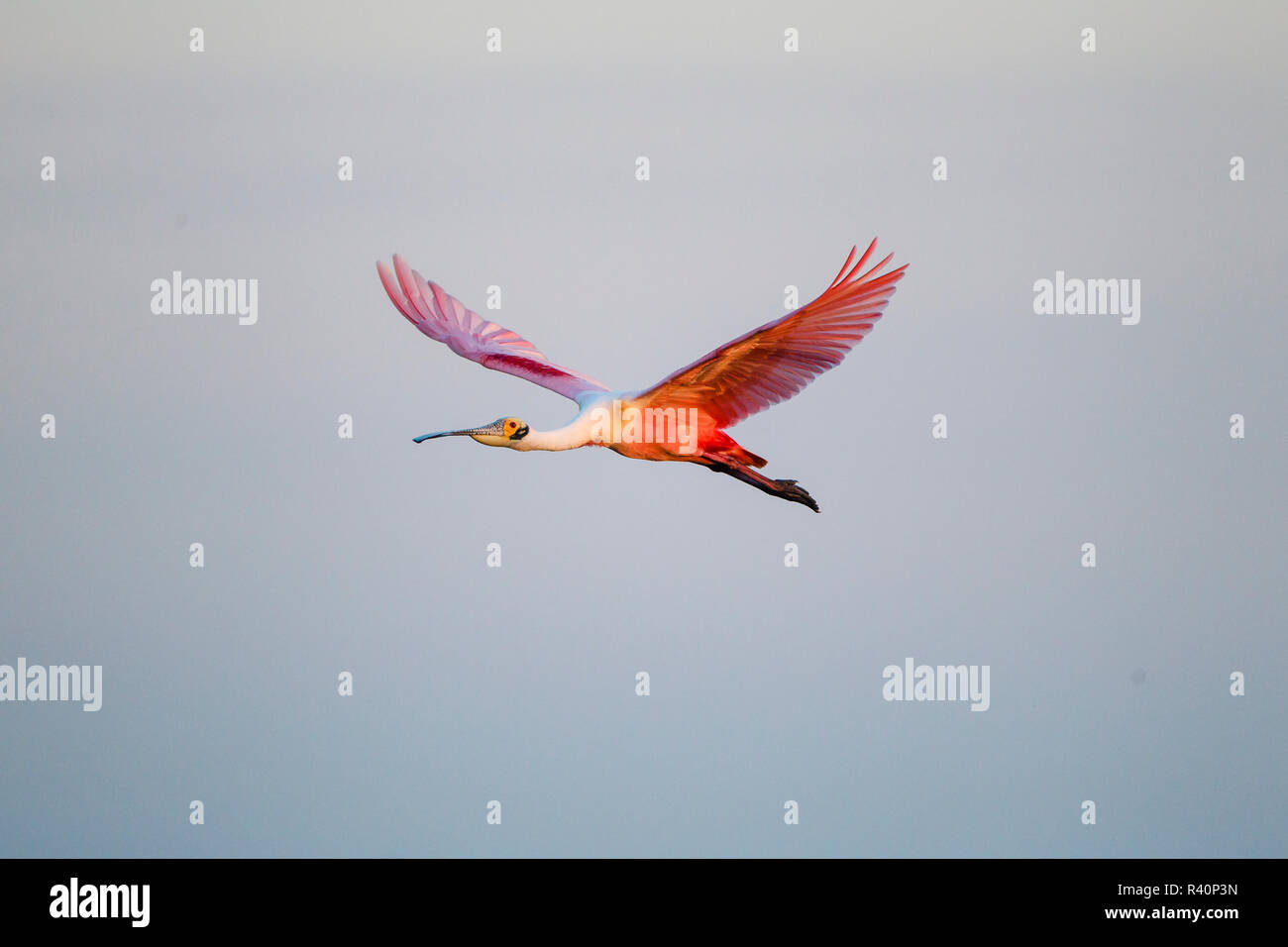 Ajaia ajaja Banque de photographies et d’images à haute résolution - Alamy