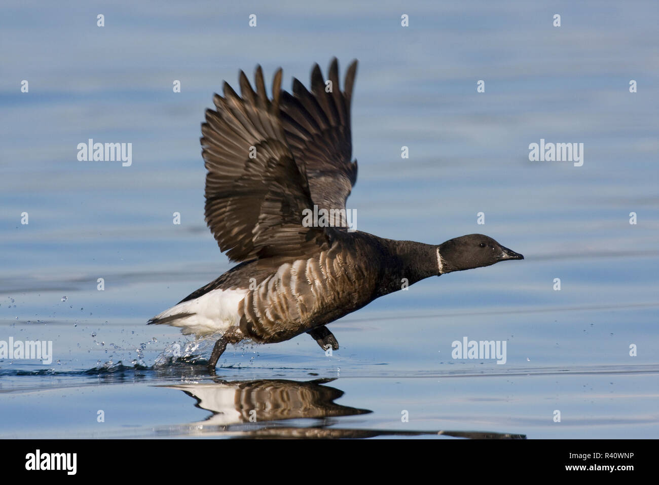 Brant goose Banque de photographies et d’images à haute résolution - Alamy