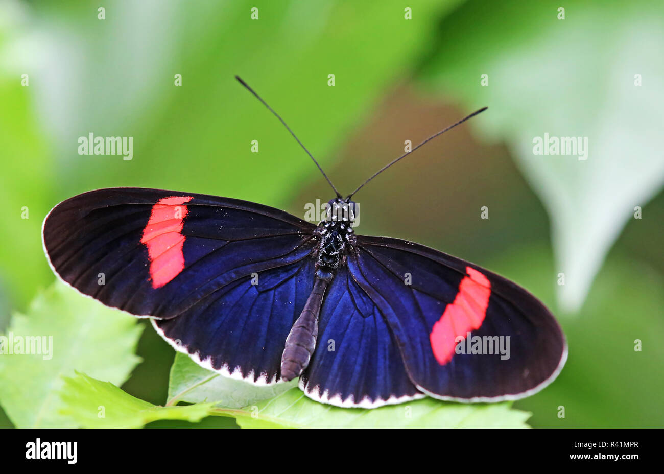 Insecte noir et rouge Banque de photographies et d’images à haute ...