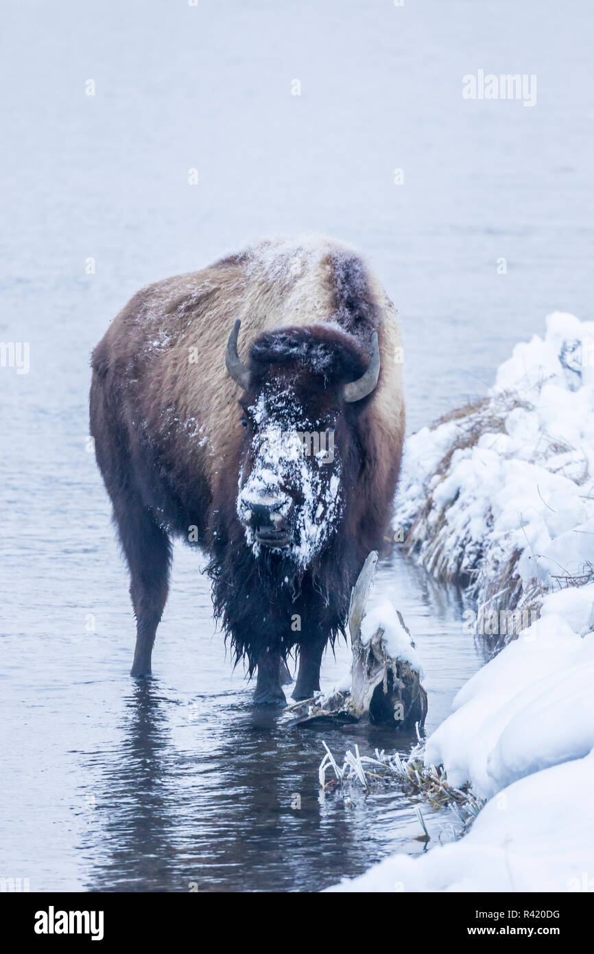 Bison dans la rivière Banque de photographies et d’images à haute ...