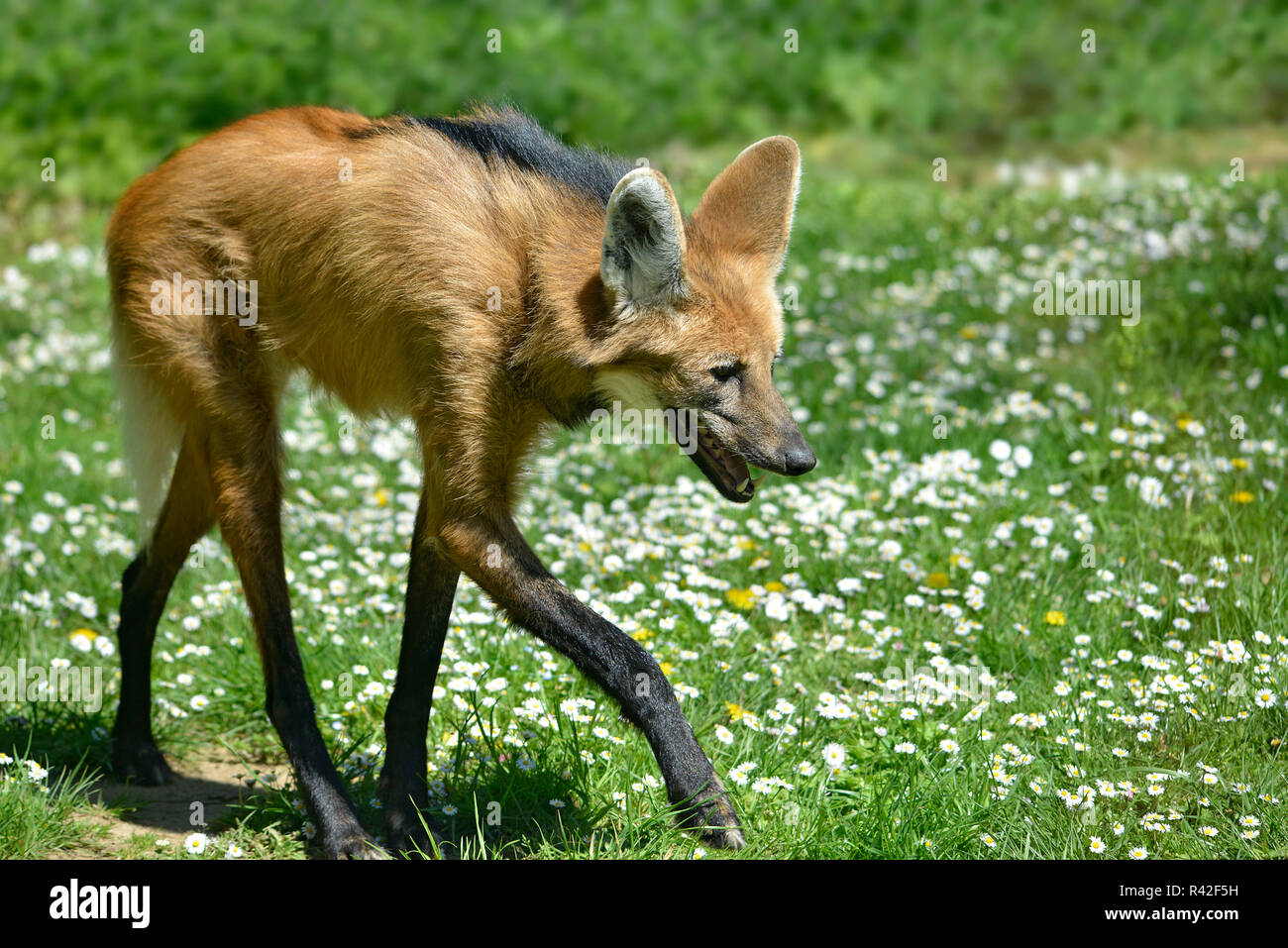 Croc de loup profil Banque de photographies et d’images à haute ...