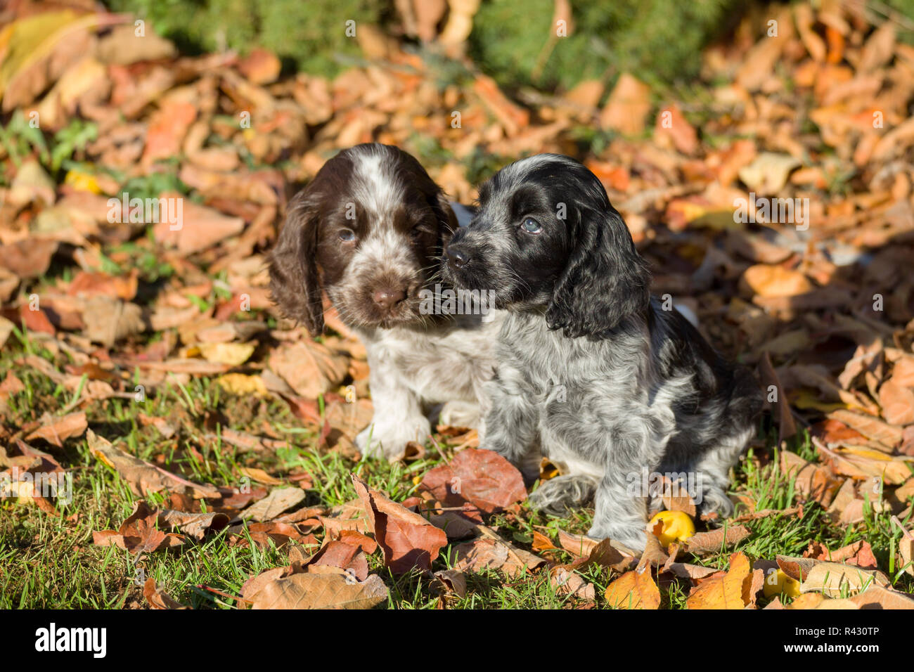 Cocker spaniel puppies Banque de photographies et d’images à haute ...