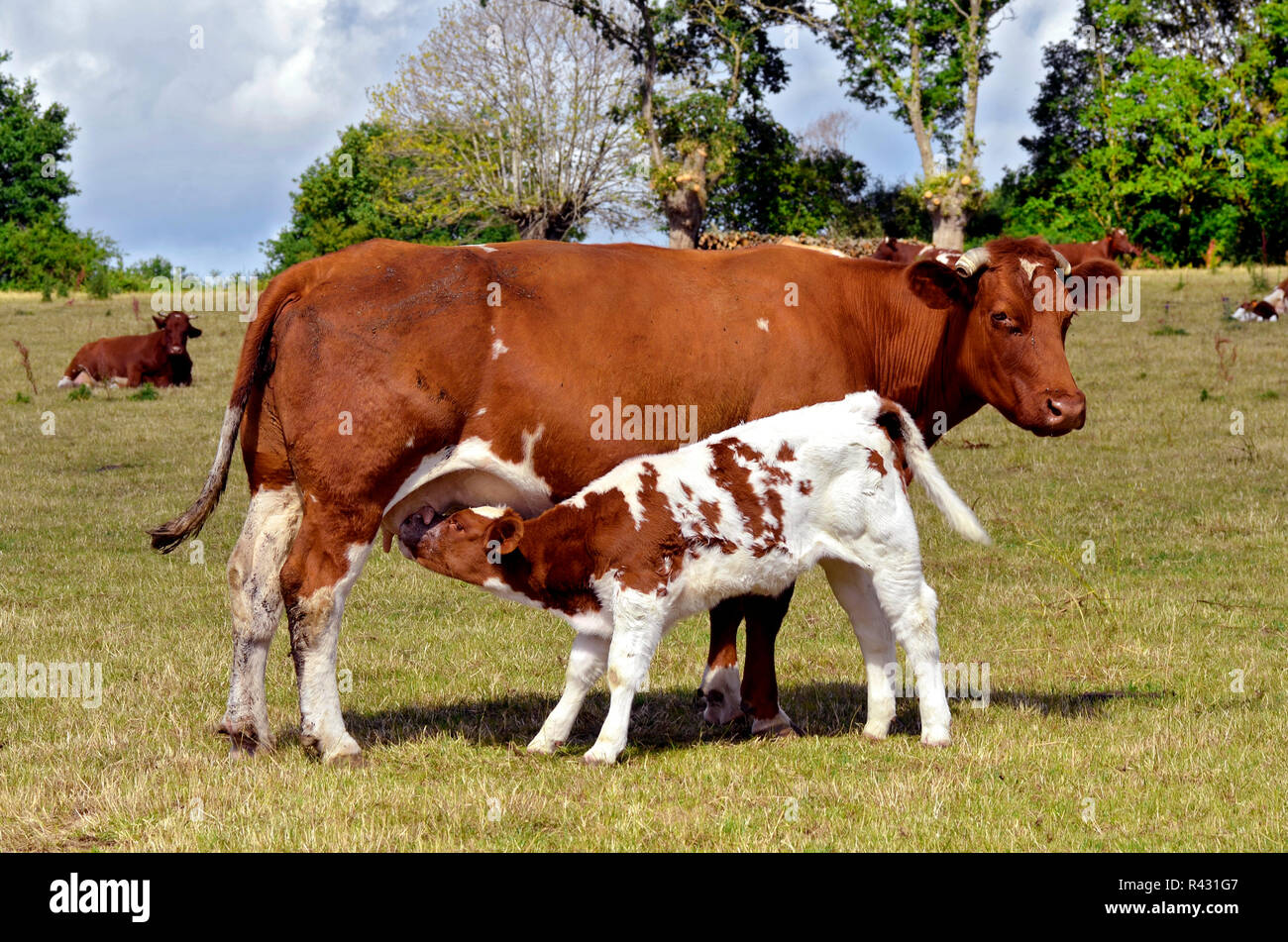 Veau sucer Banque d'image et photos - Alamy