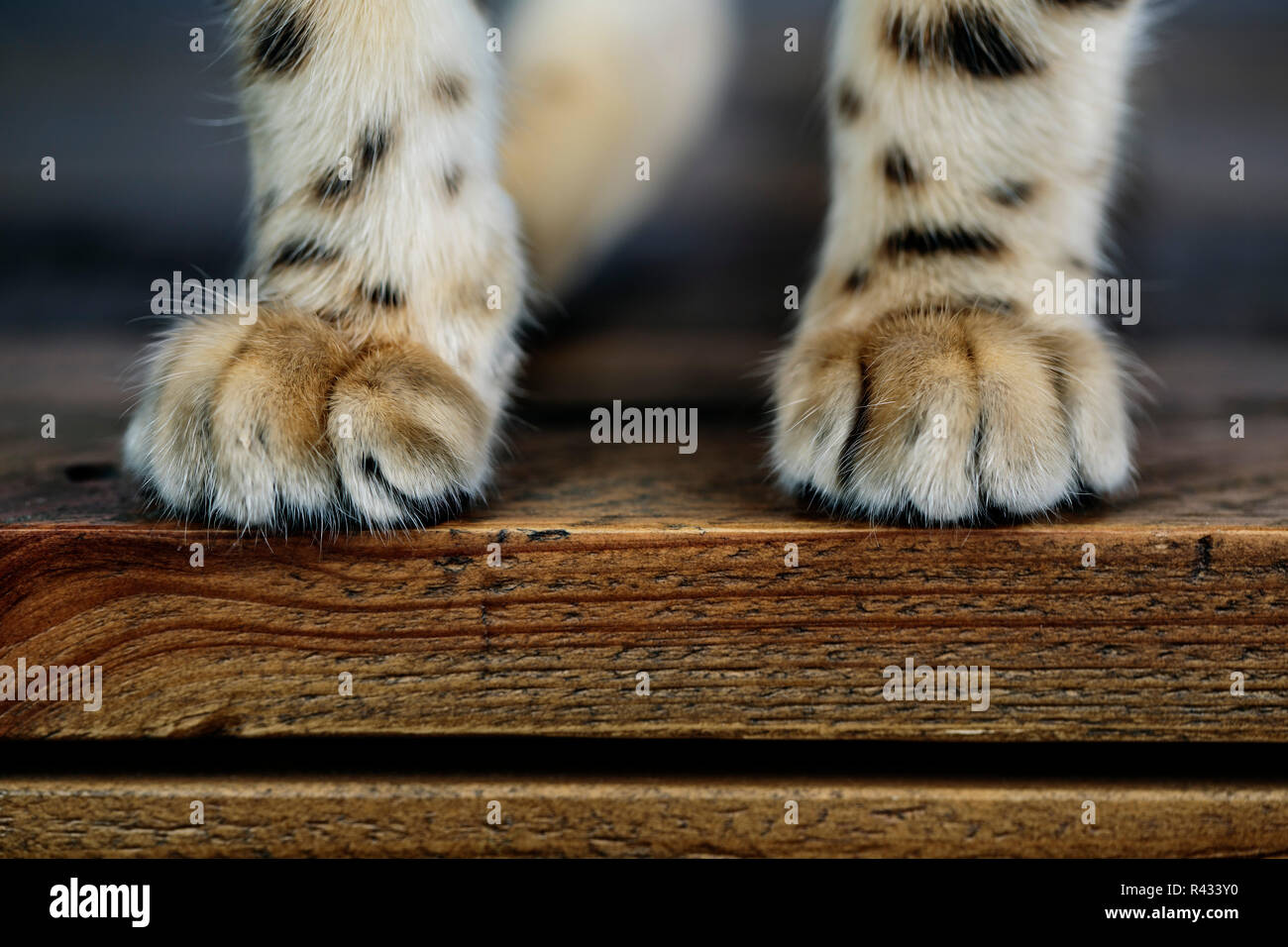 Cats paws Banque de photographies et d’images à haute résolution - Alamy