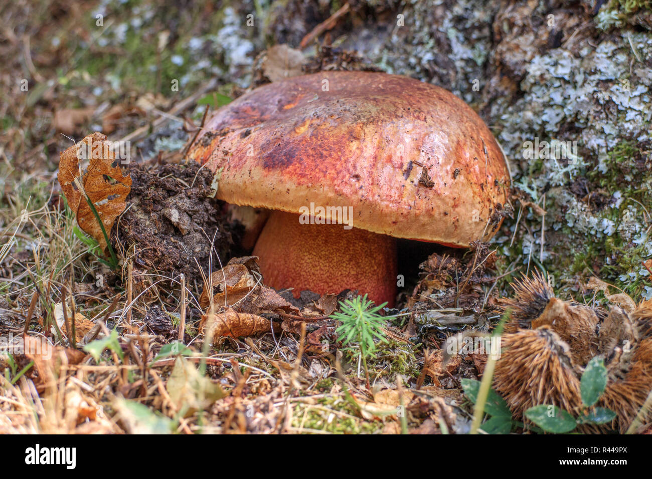 Boletus purpureus Banque de photographies et d’images à haute ...