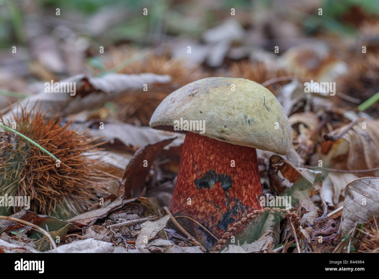 Boletus satanas Banque de photographies et d’images à haute résolution ...