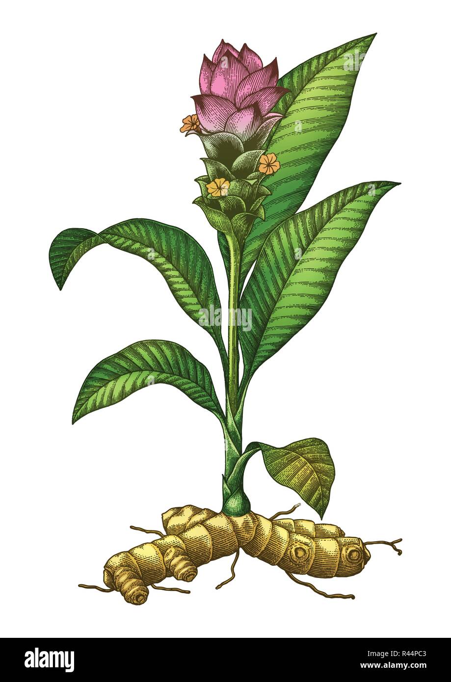 Turmeric curcuma longa flower Banque d'images vectorielles - Alamy