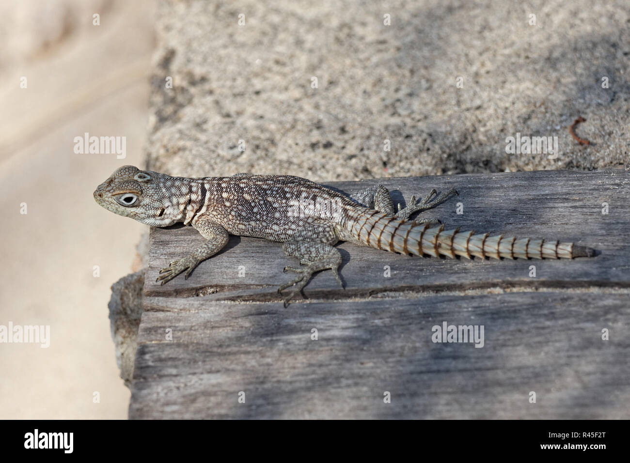 Iguane à queue épineuse de madagascar Banque de photographies et d ...
