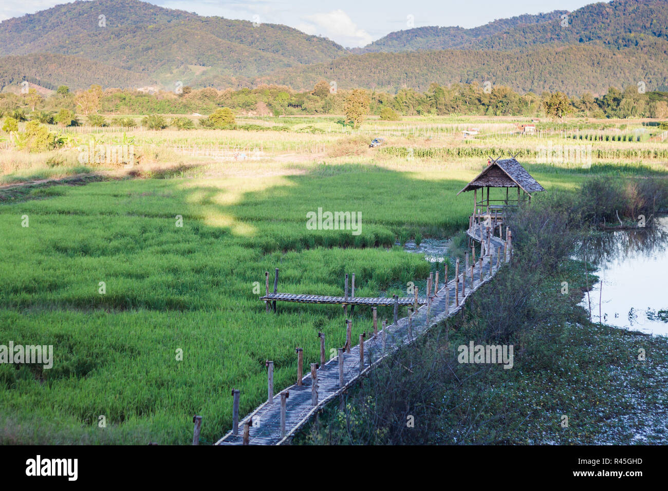 Green rice field in chiang rai Banque de photographies et d’images à ...