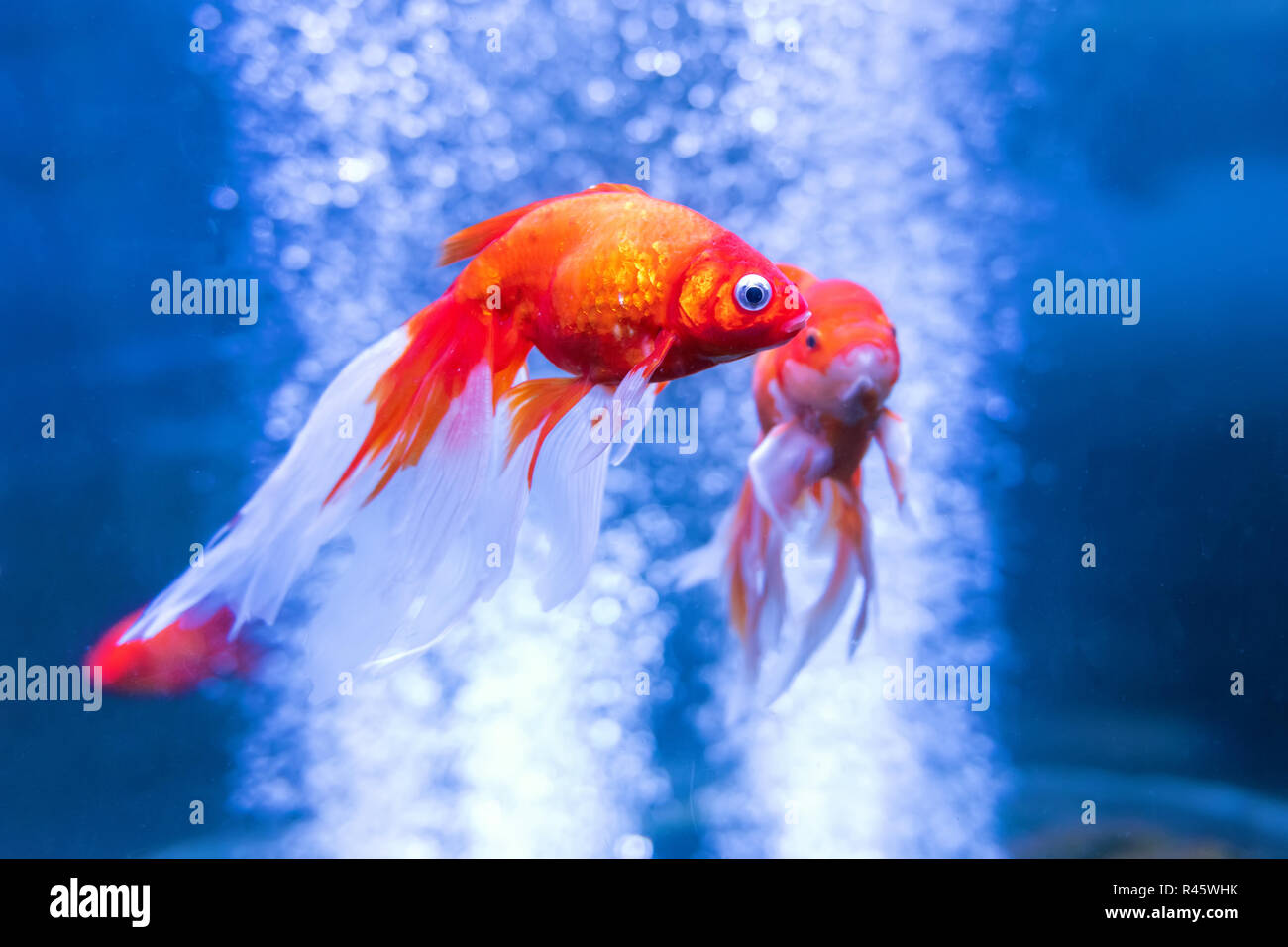 Bulles dans l'aquarium Banque de photographies et d’images à haute ...