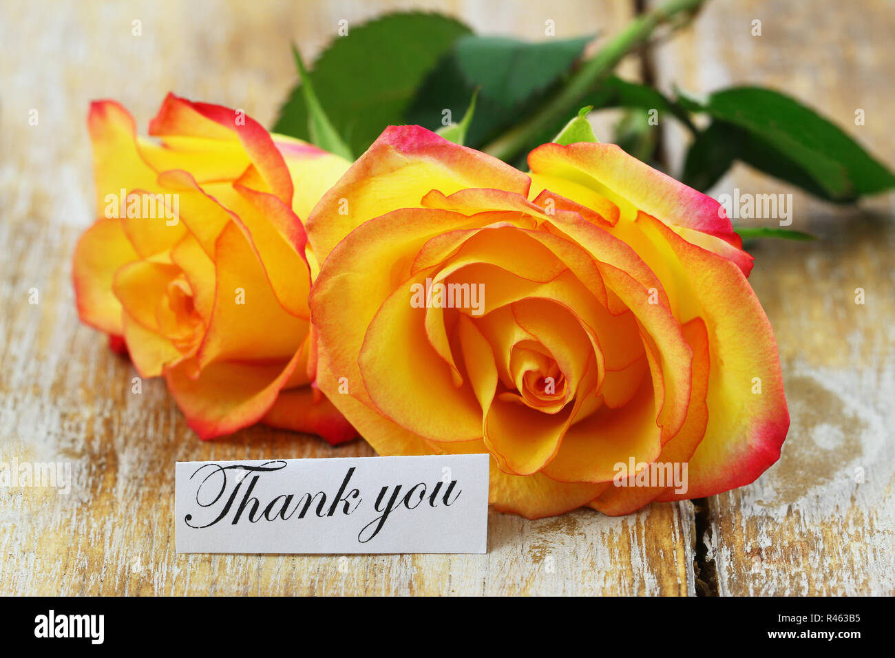 Dire merci avec des roses Banque de photographies et d’images à haute ...