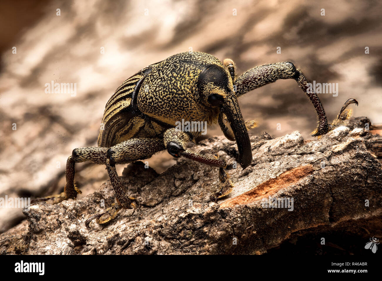 Parties du corps des insectes Banque de photographies et d’images à ...