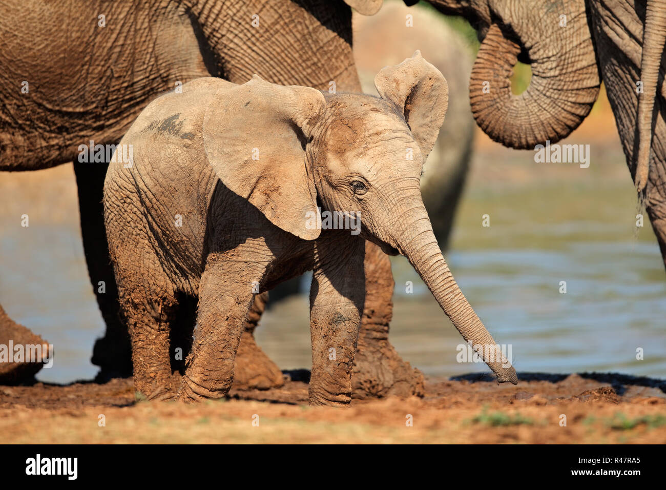 Tiny baby elephant Banque de photographies et d’images à haute ...