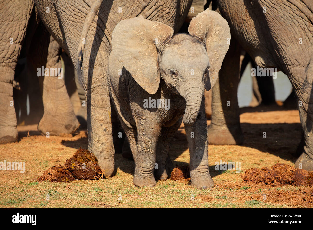 Tiny baby elephant Banque de photographies et d’images à haute ...