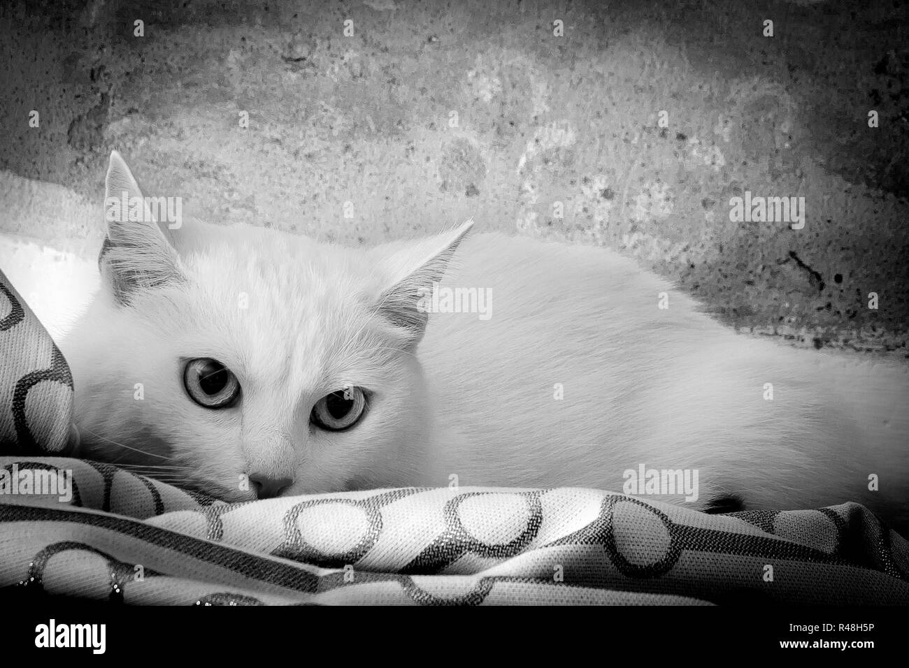 Chat blanc en colère Banque de photographies et d’images à haute ...