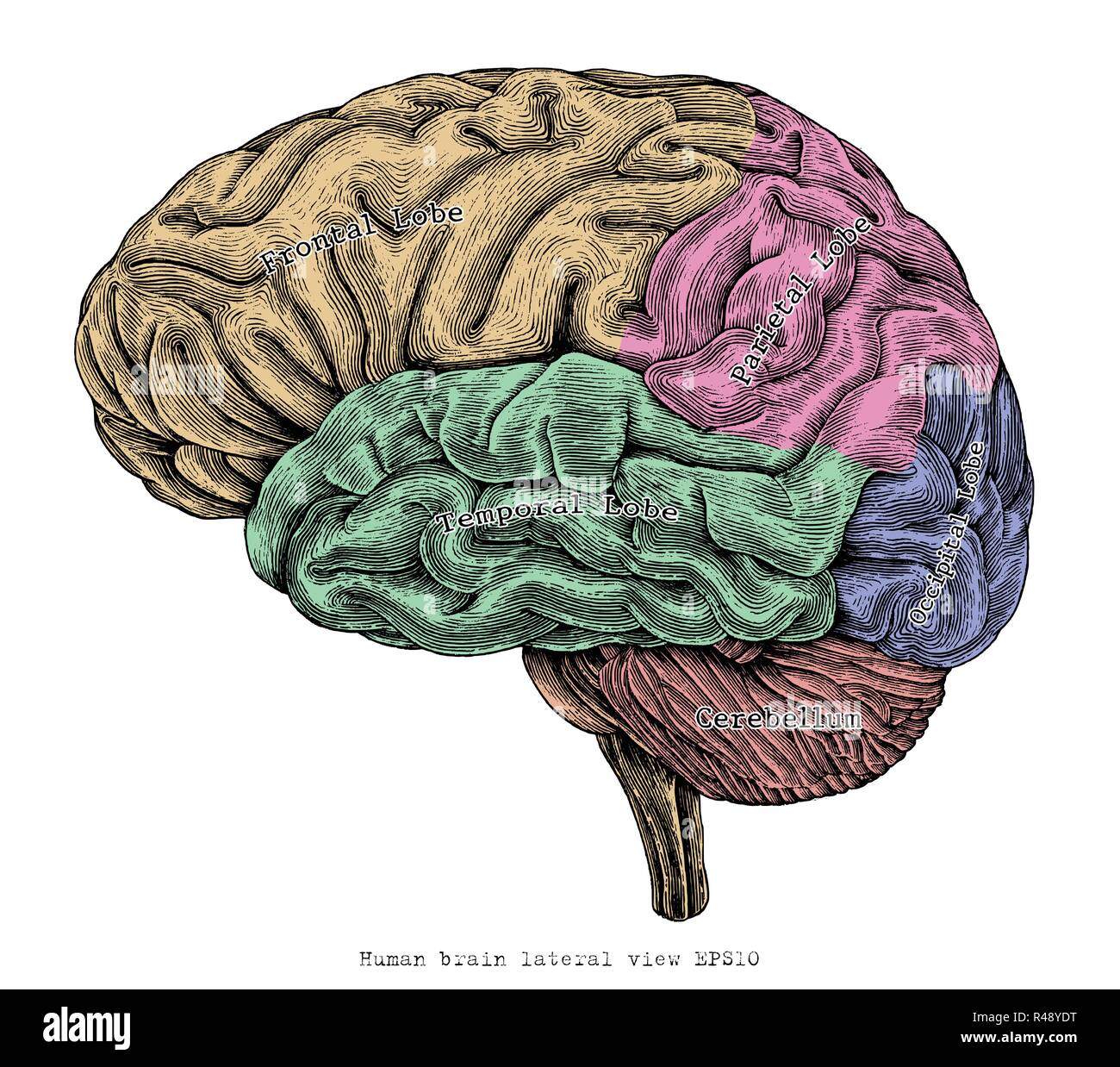 Diagramme De La Vue Latérale Du Cerveau Humain Banque d'image et photos ... Diagramme De La Vue Latérale Du Cerveau Humain Banque d'image et photos ...