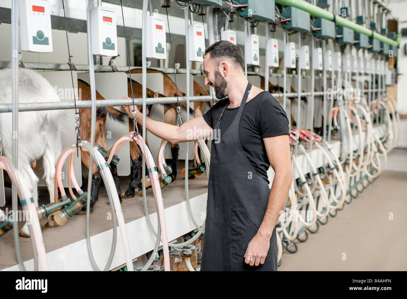 L'insertion de l'homme les graisseurs de la machine à traire pendant le ...