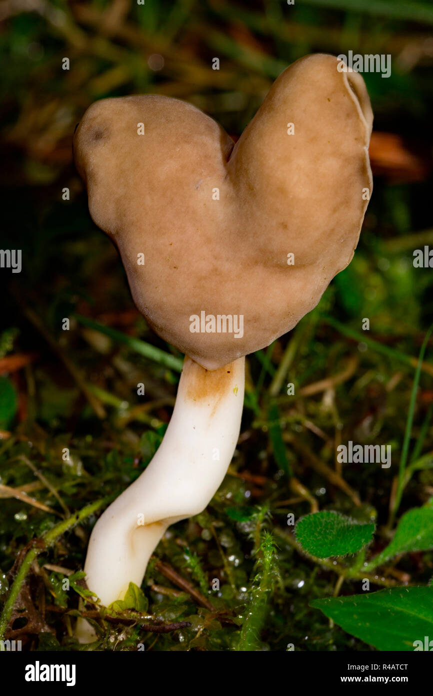 Helvella flexible Banque de photographies et d’images à haute ...