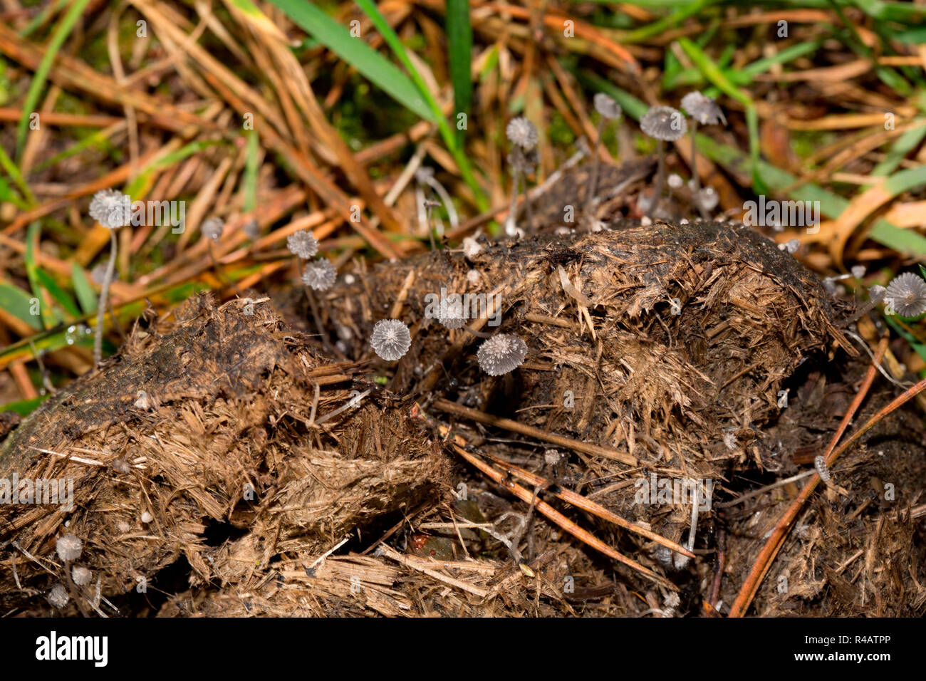 Coprinus radiatus Banque de photographies et d’images à haute ...