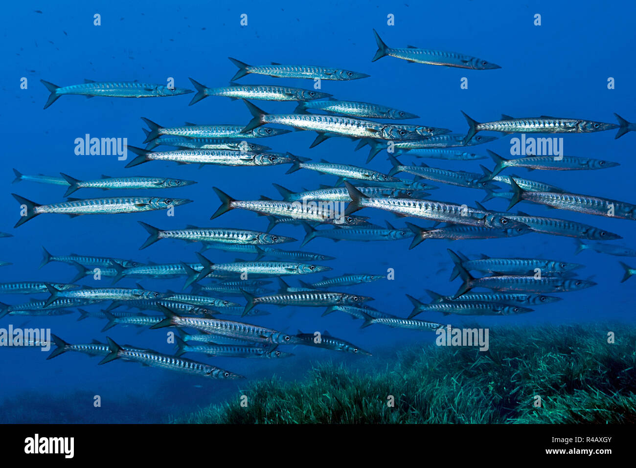 European barracuda Banque de photographies et d’images à haute ...