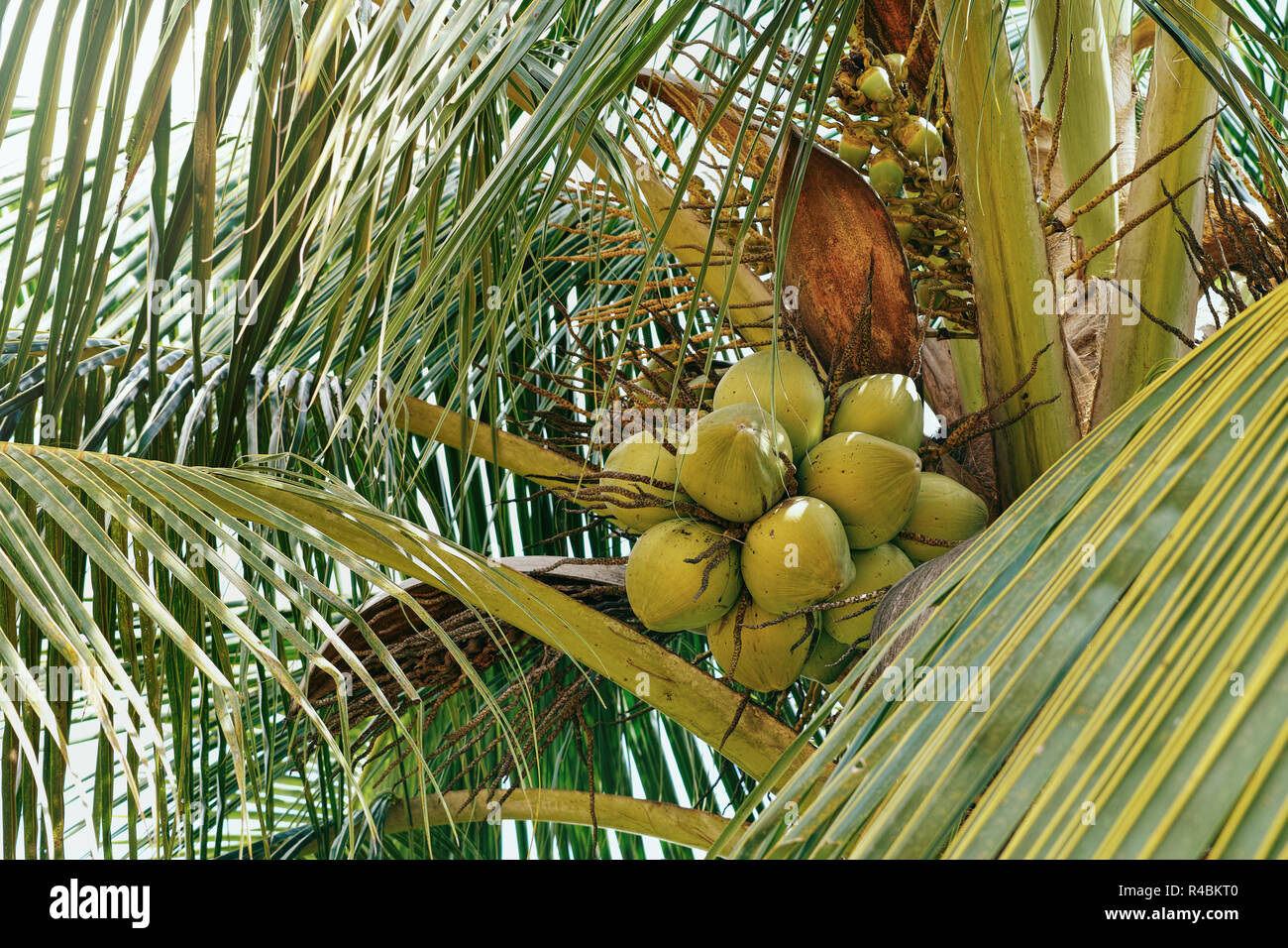 Fruits coco palm cocos nucifera Banque de photographies et d’images à ...