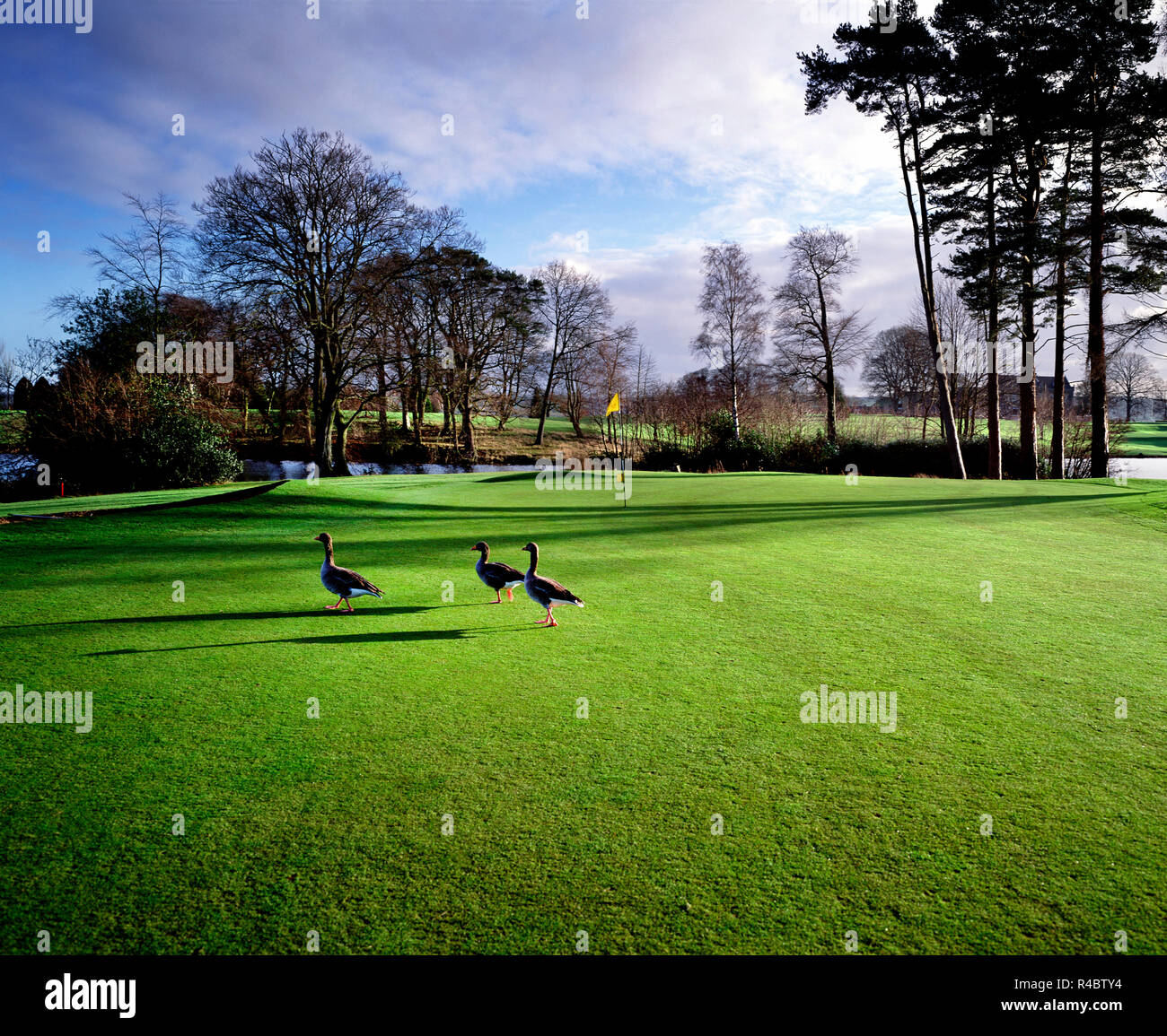 Druids glen golf course wicklow Banque de photographies et d’images à ...