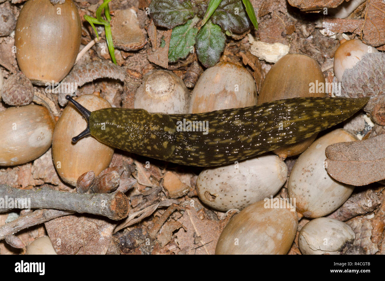 Limax flavus Banque de photographies et d’images à haute résolution - Alamy