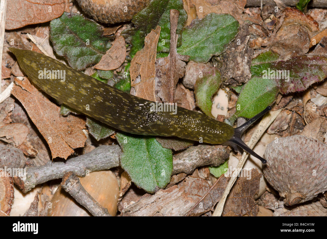 Limace Jaune Banque d'image et photos - Alamy